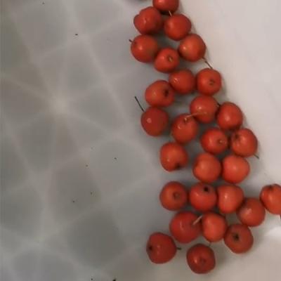 China Máquina automática de triagem de frutos de espinheiro com controle PLC de aço inoxidável à venda