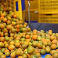 China Stainless Steel Kumquat Automatic Sorting Machine High Performance High Efficiency for sale
