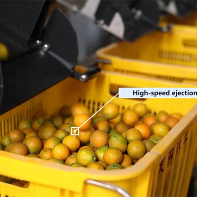 中国 PLC制御と99.9%の精度を持つ自動クムクワット果物分類機 販売のため
