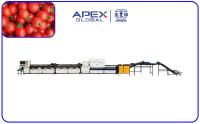 China 99.9% Accurate Automatic Cherry Tomato Sorting Machine PLC Control for sale