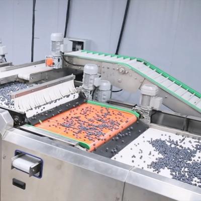 China Máquina de classificação de frutas e frutas para mirtilos à venda
