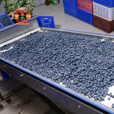 China Máquina de classificação de frutas e frutas para mirtilos à venda