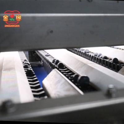 China Máquina de clasificación de arándanos de acero inoxidable en venta