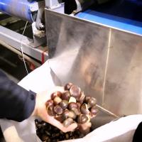 China 12 Lanes 4 Tons Chestnut Sorting Machine Capacity 98% Accuracy for sale