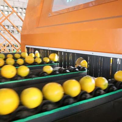 China 360 graden rotatie scannen oranje sorteren machine met hoge nauwkeurigheid in het classificeren Te koop