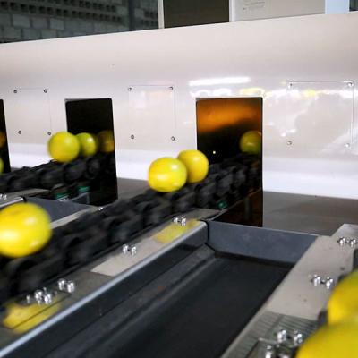 China Hoog nauwkeurige 360° roterende oranje sorteermachine 6 - 12T/H met CE-certificaat Te koop