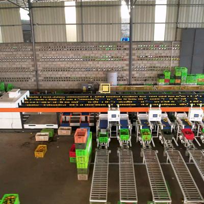 China AI Deep Learning Orange Sorting Machine zorgt voor hoge nauwkeurigheid en efficiëntie bij het beoordelen Te koop