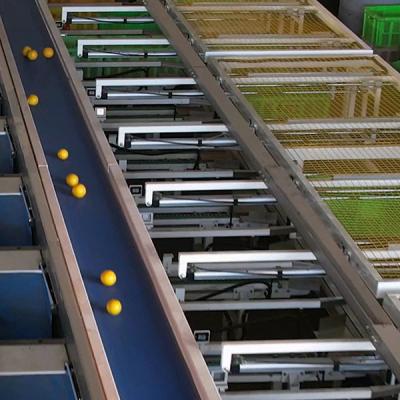 China Aanpasbare citrussoorten sorteermachine met een capaciteit van 6-12 ton per uur Te koop
