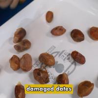 China Precision Elevating Date Quality Assurance With Advanced Dates Sorting Machine for sale