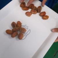 China Precision Elevating Date Quality Assurance With Advanced Dates Sorting Machine for sale