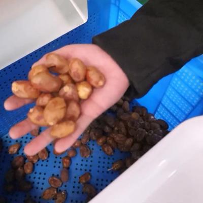 Cina Proofing futuro Data di produzione Sorting Machine Alta capacità con 98% di precisione in vendita
