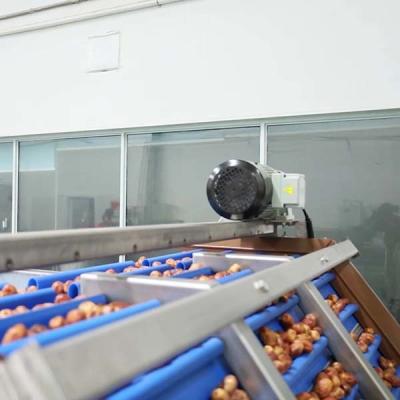 Cina Advanced Size Division 2,0 tonnellate all'ora Macchina per la classificazione delle palme a 8 corsie in vendita