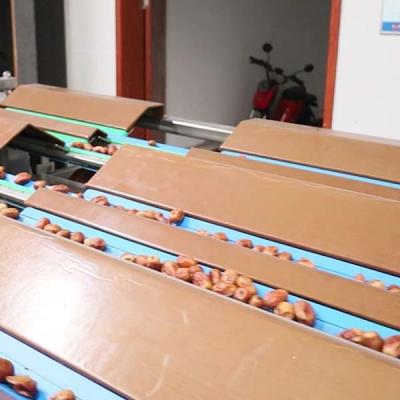 Cina Advanced Size Division 2,0 tonnellate all'ora Macchina per la classificazione delle palme a 8 corsie in vendita