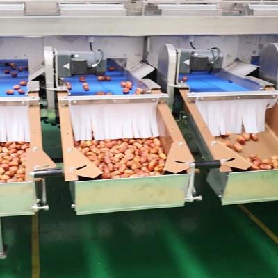 Cina Advanced Size Division 2,0 tonnellate all'ora Macchina per la classificazione delle palme a 8 corsie in vendita