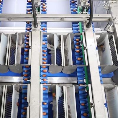 Cina Macchina di selezione delle date di palma a 8 corsie a potenza di intelligenza artificiale in vendita