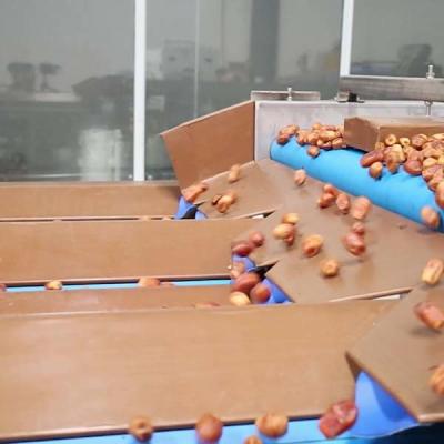 Cina Assicurazione della qualità uniforme 2,0 tonnellate all'ora Macchina per la classificazione delle date di palma a 8 corsie Con certificati CE MD ISO9001 in vendita