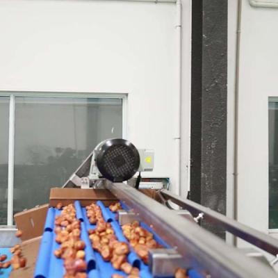 Cina Assicurazione della qualità uniforme 2,0 tonnellate all'ora Macchina per la classificazione delle date di palma a 8 corsie Con certificati CE MD ISO9001 in vendita