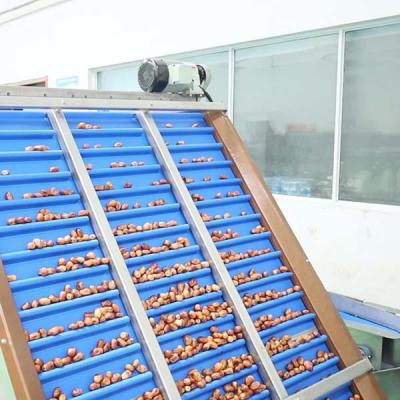 Cina Assicurazione della qualità uniforme 2,0 tonnellate all'ora Macchina per la classificazione delle date di palma a 8 corsie Con certificati CE MD ISO9001 in vendita