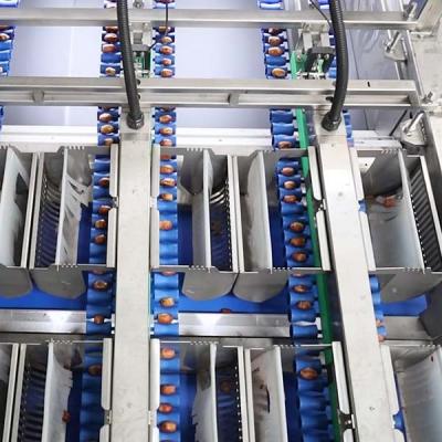Cina Assicurazione della qualità uniforme 2,0 tonnellate all'ora Macchina per la classificazione delle date di palma a 8 corsie Con certificati CE MD ISO9001 in vendita