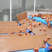 China Optimal Size Sorting 1.4 Tons Per Hour 6-Lane Palm Dates Sorting Machine for sale