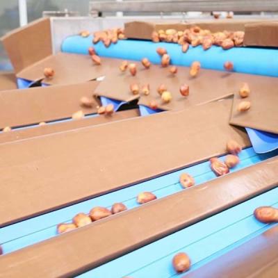 Cina Macchina avanzata per la classificazione delle date di palma a 8 corsie 2.0 tonnellate all'ora Con certificati di MD in vendita