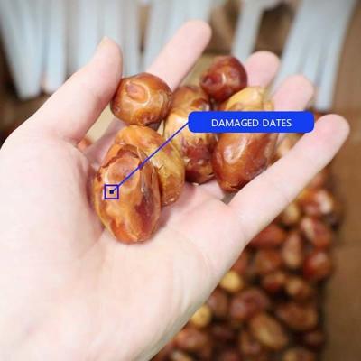 Cina Eficienza 6 corsie Datteri di palma Sorting Machine difetto Sorting 1,4 tonnellate all'ora in vendita