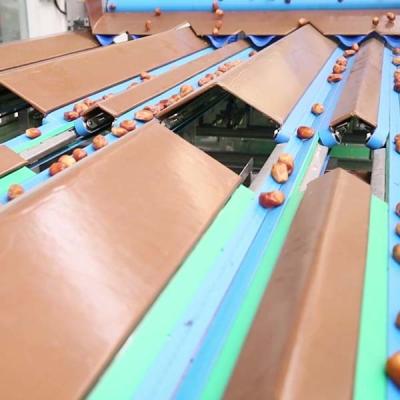 Cina Eficienza 6 corsie Datteri di palma Sorting Machine difetto Sorting 1,4 tonnellate all'ora in vendita