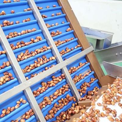 China Advanced Sorting Precision 2.0 Tons Capacity 8-Lane Palm Dates Sorting Machine with CE MD ISO9001 Certificates for sale