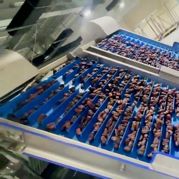 1.4 tonnellate all'ora macchina ottica per la classificazione delle date a 6 corsie