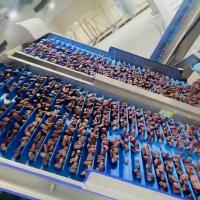 China Computer Control High Capacity Dates Sorting Machine 8 Lane High Precision & Defect Detection for sale
