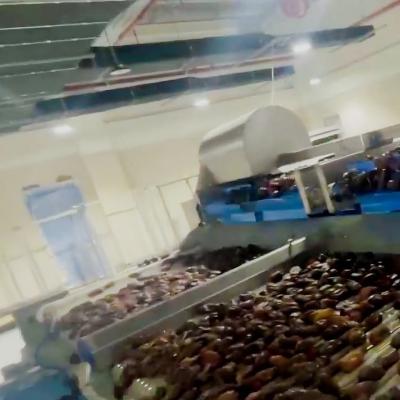 China Advanced Computer Control, High-capacity online Dates Sorting machine, Deep-learning+AI 6-Lane, High Precision & Defect Detection, cCustomizable for sale