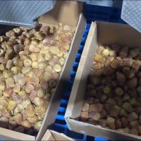 China Industrial Dates Sorting Machine for sale