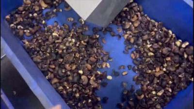 China Advanced Cashew Sorting Equipment For Vietnamese Processors With Local Support And AI-Driven Nut Sorting for sale