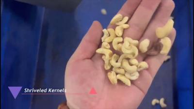China Advanced Cashew Sorting Equipment For Vietnamese Processors With Local Support And AI-Driven Nut Sorting for sale