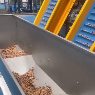 China AI-powered Multi-Grade Walnut Kernel Sorting Machine with 8 lanes and 12 Outlets Stainless Steel for sale