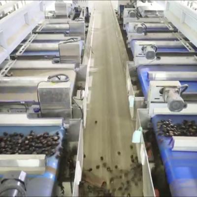 China Multi-Lane Sorting AI Powered 3.3 Tons/Hour Chestnut Sorting Machine With 6-8 Lanes 8 Outlets for sale