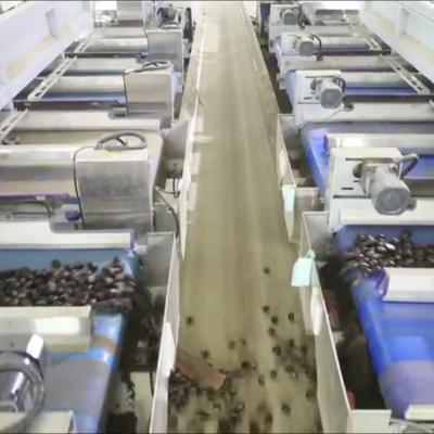 China Intelligent High Capacity Chestnut Sorting Machine (304 Stainless Steel): Smart, Durable, Labor-Saving for sale