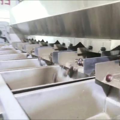 China High Accuracy 8 lanes+8 outlets Chestnut Sorting Machine: Precise Sorting, Zero Loss for sale
