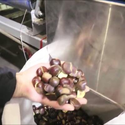 China Labor Saving AI Powered Chestnut Sorting Machine: Smart Assistance, Cost Reduction, Efficiency Boost for sale