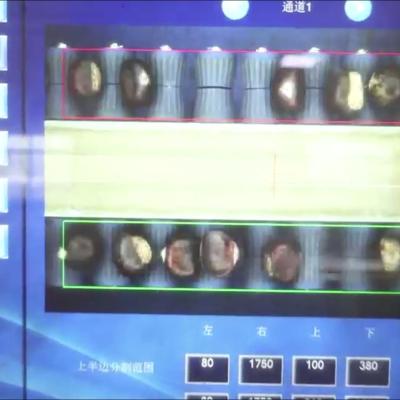 China High Capacity 8 lanes+8 outlets Chestnut Sorting Machine: Bulk Processing, Enhanced Productivity for sale