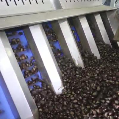 China High Capacity 8 lanes+8 outlets Chestnut Sorting Machine: Bulk Processing, Enhanced Productivity for sale