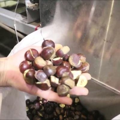 China Labor Saving 3.3 Tons per Hour Chestnut Sorting Machine with Deep learning Technology: Efficient, Labor-Saving, Doubled Benefits for sale