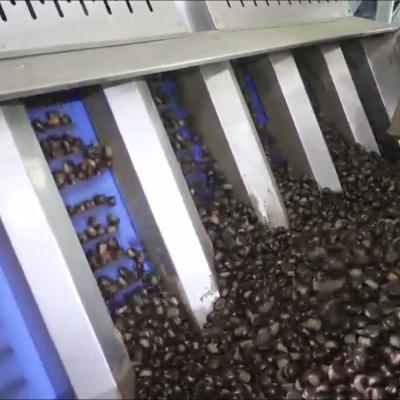 China Enhancing Chestnut Processing Efficiency and Quality: A High-Capacity, AI-Powered Sorting Machine with 8 Lanes and 8 Outlets for Diverse Needs for sale