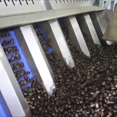 China Experience Enhanced Efficiency with Our AI Powered, High Capacity, 304 Stainless Steel Chestnut Sorting Machine Featuring 8 Lanes + 8 Outlets for Optimized Processing. for sale
