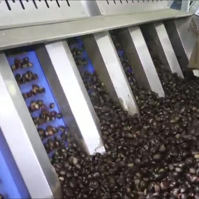 China Achieve High Accuracy and Labor Savings with Our Intelligent 304 SS Chestnut Sorting Machine, Capable of 3.3 Tons per Hour Processing. for sale