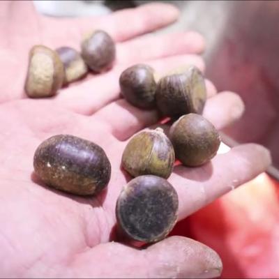 China Achieve High Accuracy and Labor Savings with Our Intelligent 304 SS Chestnut Sorting Machine, Capable of 3.3 Tons per Hour Processing. for sale