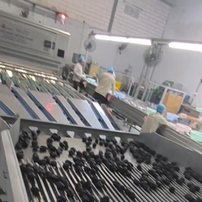 China High-capacity Dates Sorting Machine With 8 lanes+10 outlets, 2.6 Tons per hour, 304 Stainless Steel, High-performance for sale