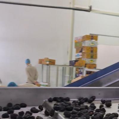China Smart Dates Sorting Machine With Deep-learning Technology, 8 lanes+10 outlets, Advanced Automatic Control, high capacity 2.6 Tons per hour for sale