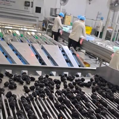 China Smart Dates Sorting Machine With High Capacity, 2.6 Tons per hour, 8 lanes+10 outlets, Advanced Computer Control for sale