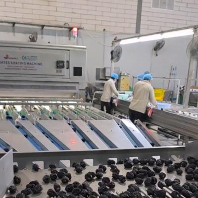 China High-capacity Dates Sorting Machine With Deep-learning Technology, 8 lanes+10 outlets, 2.6 Tons per hour, High-performance with 304 Stainless Steel for sale